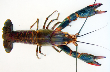 Zimbabwe: Freshwater crayfish introduced from Australia pose a serious ...